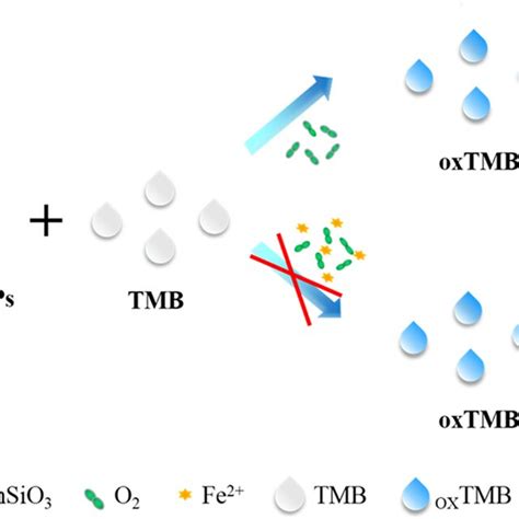 Selectivity Of Fe²⁺ Colorimetric Sensing System Download Scientific Diagram