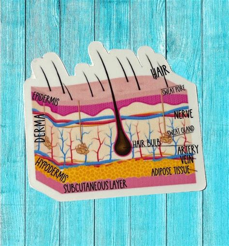 Integumentary System Class Projects Clipart Integumentary System Class Projects Clipart
