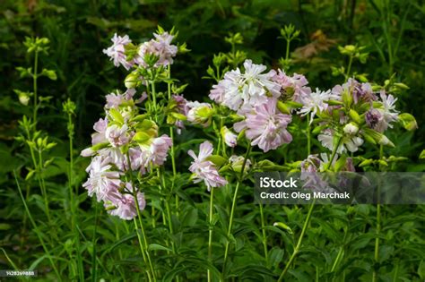 Saponaria Officinalis White Flowers In Summer Garden Common Soapwort