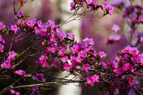 Үнэрээрээ “урхидагч” далийн ягаан цэцгийн 8 баримт Nio Mn