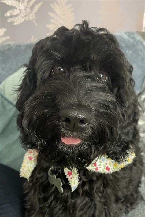 Black Cockapoo Guide Everything You Need To Know