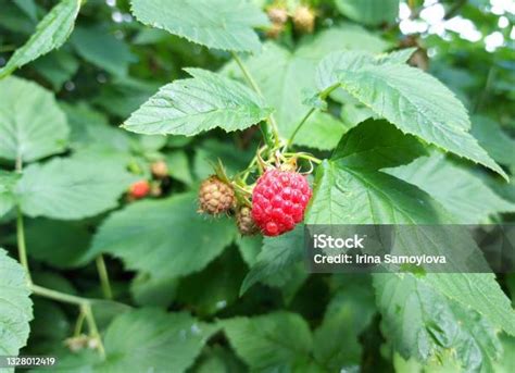 라즈베리는 정원의 나뭇가지에 익습니다 여름 잘 익은 열매 빨갛고 익지 않은 과일 성장하는 원예 수확 0명에 대한 스톡 사진 및 기타 이미지 Istock