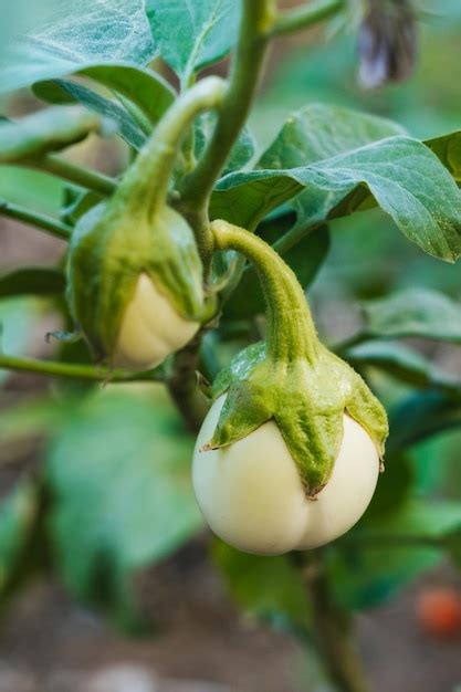 Premium Photo White Eggplant Growing In Garden In Italy