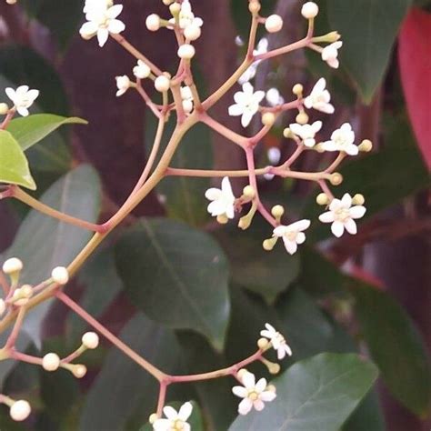 Lancewood Nectandra Coriacea Plant Care And How To Grow Water