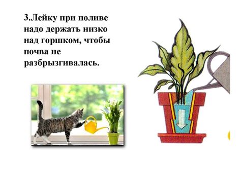 Уход за комнатными растениями презентация онлайн