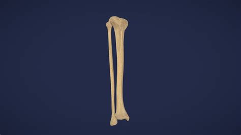 Tibia 3d Models Sketchfab