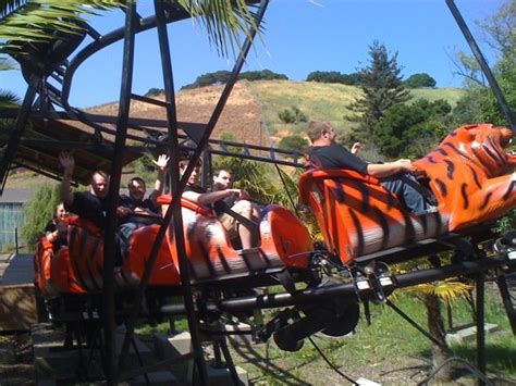 Oakland Zoo Tiger Coaster