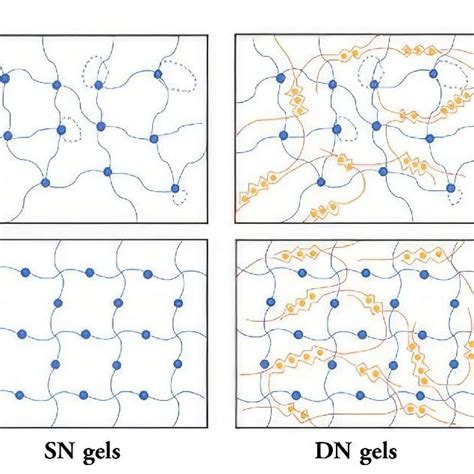 Peg Based Single And Double Network Structures Of Hydrogels 151