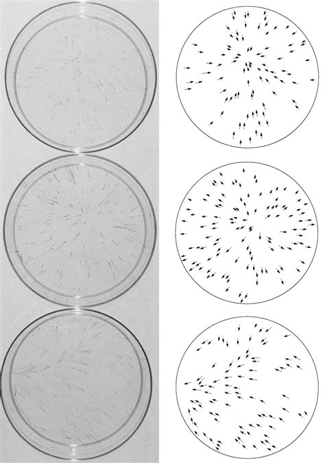 Effect Of Different Spatial Temperature Gradients On Dispersal Of N