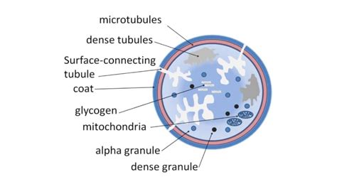 Platelet Thrombocyte Function Composition And Production