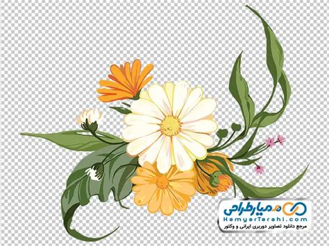 عکس Png گل داودی با برگ های سبز 08123614