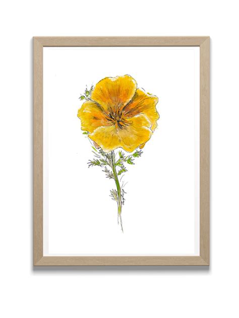 California State Flower California Poppy Seeds Blue Moon Native