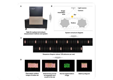 Flowchart Of Conducting High Throughput Phenotypic Measurements Of Download Scientific Diagram