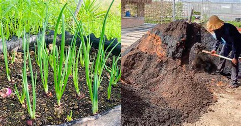 ស្វែងយល់ពីបច្ចេកទេសលាយល្បាយដីសម្រាប់ដាំដំណាំ Empire News Network