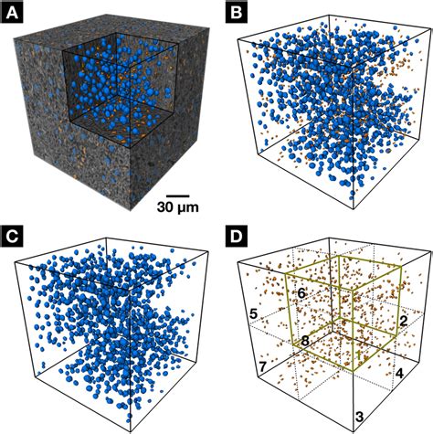 3d Visualization And Analysis Of The Different Cell Nuclei Present