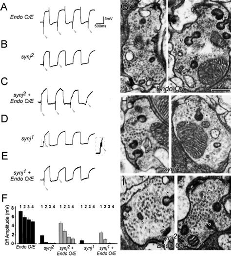 Synaptojanin Is Recruited By Endophilin To Promote Synaptic Vesicle Uncoating Neuron