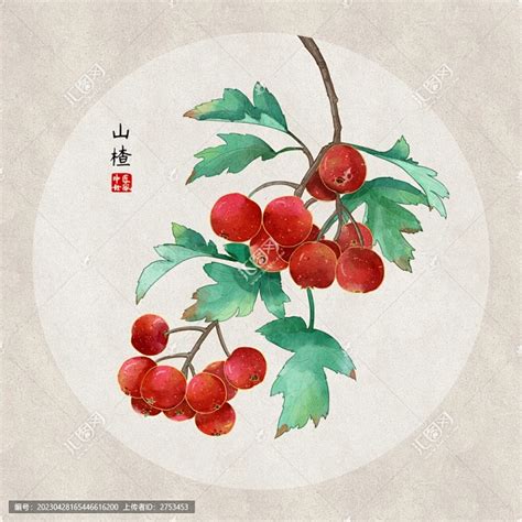山楂插画 花瓣网