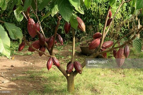 Cacao Bean Tree