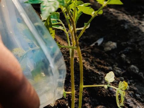 Пять основних правил догляду за розсадою після посадки в ґрунт