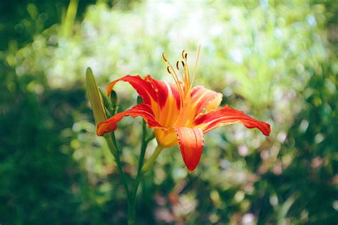 다양한 색의 만개한 야생 백합 유토이미지 상세페이지 베이직샵 사진 21456248