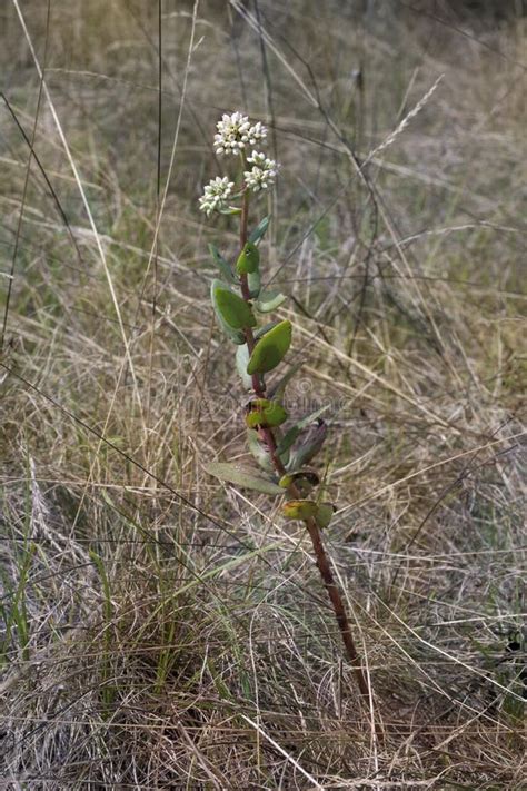 Sedum Maximum Hylotelephium Telephium Plant Growing In The Meadow