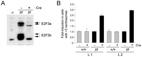 Inactivation Of E2f3 Results In Centrosome Amplification Cancer Cell