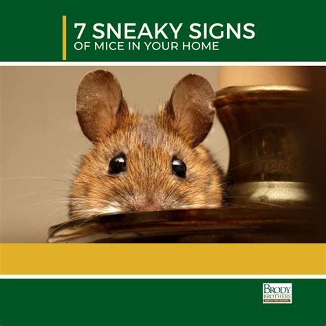 7 Signs Of Mice In Your House You Shouldnt Ignore 🐁
