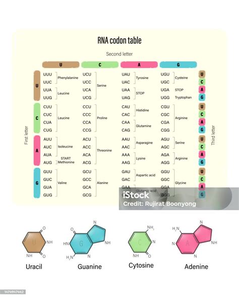 Rna Codon Table Vector Genetic Code Table Uracil Guanine Cytosine And