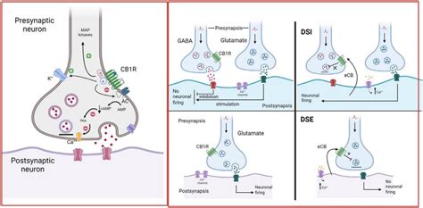 Endocannabinoid Retrograde Signaling In The Brain Cb1r Are Mainly Download Scientific Diagram