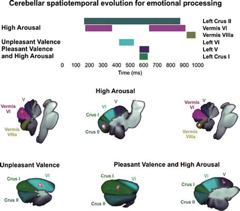 Spatiotemporal Cerebellar Activations To Passive Viewing Of Affective Download Scientific