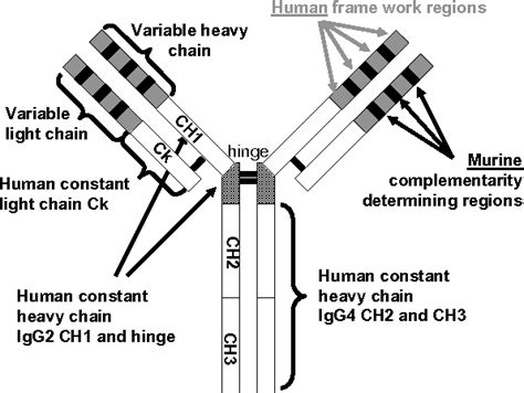 Hemosiderinuria Semantic Scholar