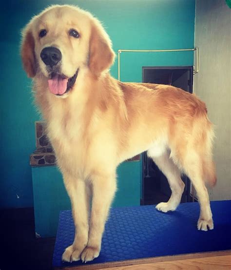 Nuestro Gran Amigo Coco Valiente Barkber Cachorros