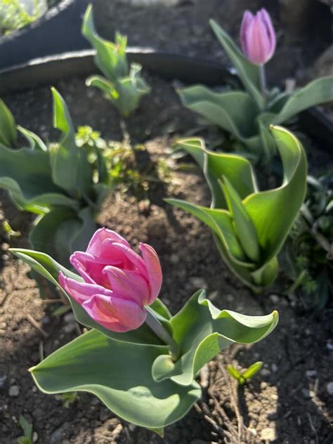 ჰოლანდიური ვარდები საბითუმოდ და საცალოდ 514000294 ნათია On Reels ჰოლანდიური ვარდები საბითუმოდ