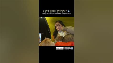 Shorts 혼자 캠핑왔는데 어느새 텐트는 만실🐈부제고양이들과 침낭 같이쓰기 솔로캠핑 Youtube
