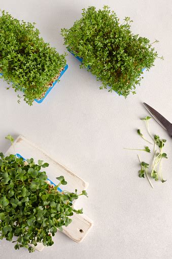 건강한 식생활이나 식당을 위해 집에서 자라는 다양한 종류의 마이크로그린 평면도 텍스트 복사 공간 새싹채소에 대한 스톡 사진 및