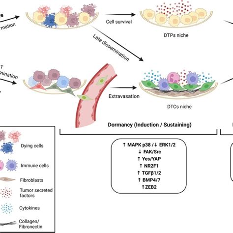 A Brief Story Of Tumor Recurrence From Dormancy To Repopulation As A Download Scientific