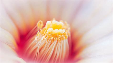 배경에 부드러운 파스텔 꽃잎이 있는 꽃의 수술을 극도로 클로즈업하여 따뜻한 노란색 톤과 부드러운 그라데이션을 보여줍니다 자연 순수함 웰빙을 주제로 하기에 완벽합니다 0명에