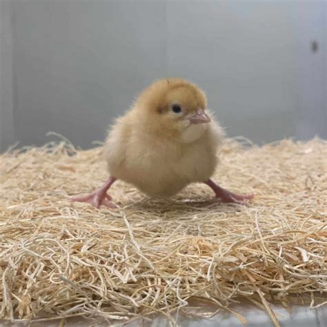 Spraddle Leg Causes And Treatment Meyer Hatchery Blog