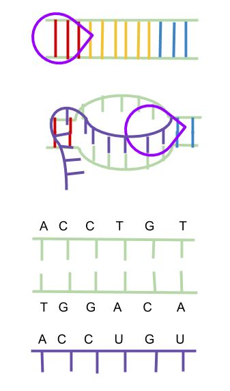 Complementary Base Pairing Rna