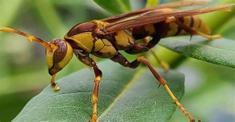 The King Of Sting Executioner Wasp Facts