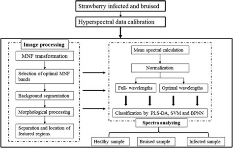 Diagram For Classification Procedures For Strawberries Download