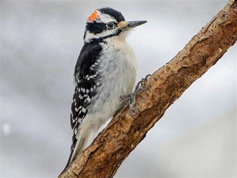 Hairy Woodpecker Ebird