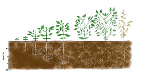 Soybean Root Development At Different Crop Stages Download Scientific Diagram