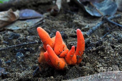 日本の毒キノコ「カエンタケ」、豪で初発見 写真2枚 国際ニュース：afpbb News