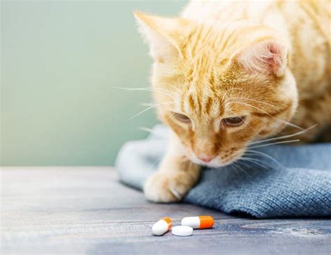 Why Does My Cat Throw Up Every Day 10 Vet Verified Reasons Catster