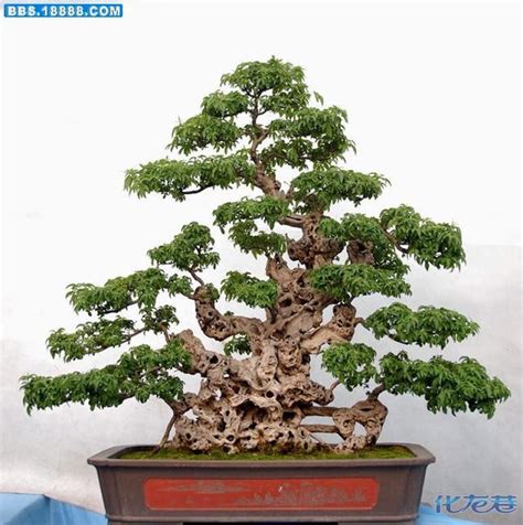 大型榆树老桩盆景图片 直杆榆树文人盆景 大型榆树盆景图片大全 大山谷图库