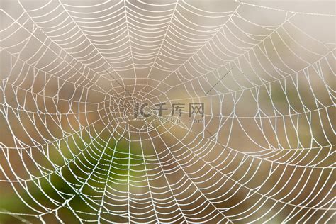 蜘蛛网高清摄影大图 千库网
