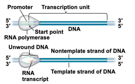 genetics chapter 13 genetic code and transcription flashcards quizlet