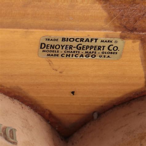 Denoyer Geppert Co Medical Model Of Human Torso Mid 20th Century Ebth