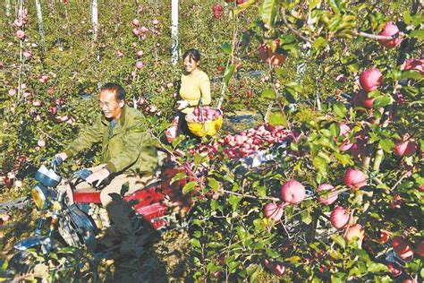 链就高质量 延安苹果出圈记 中国农科新闻网